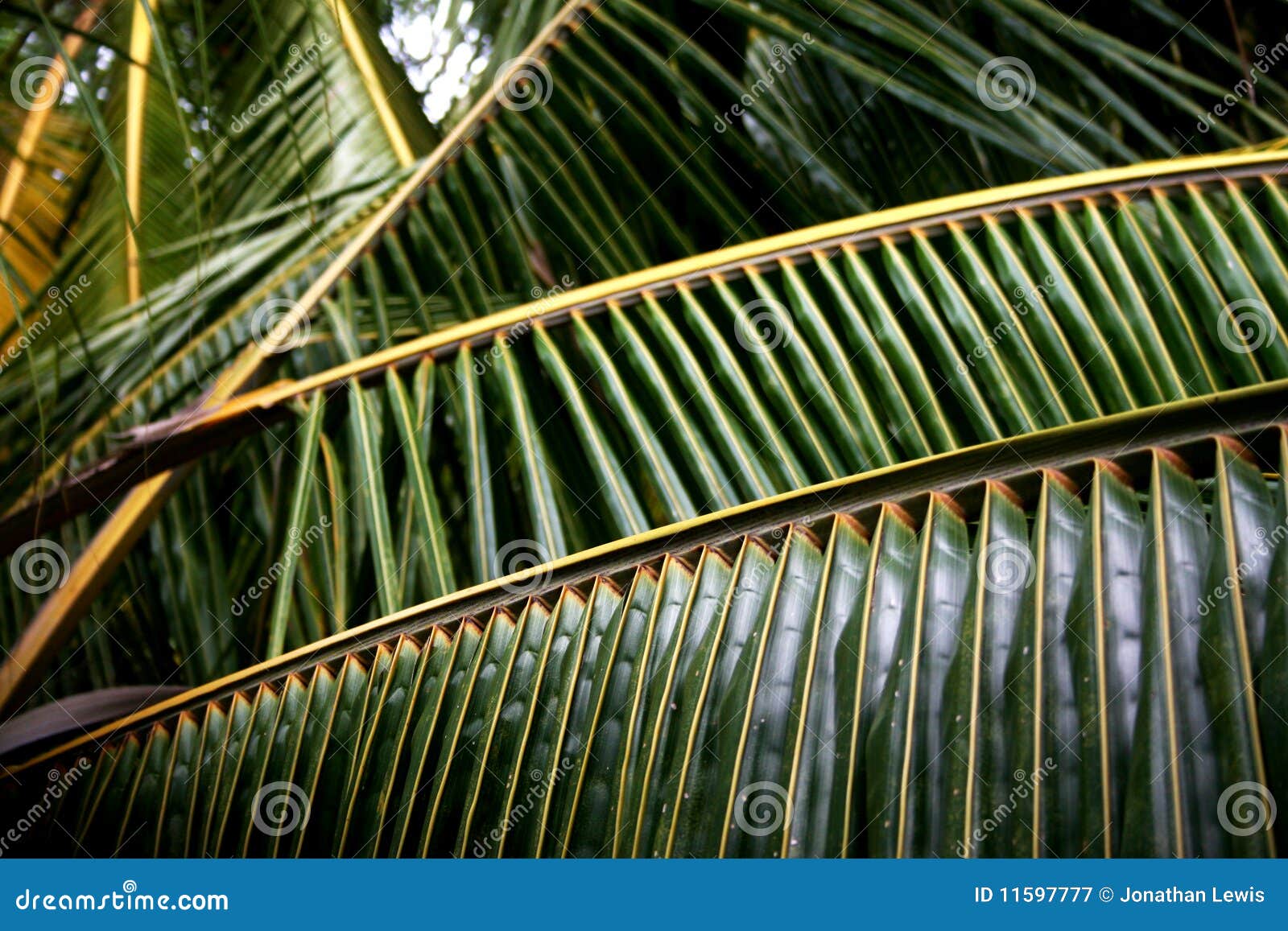 Palm fronds texture stock image. Image of nature, background - 11597777