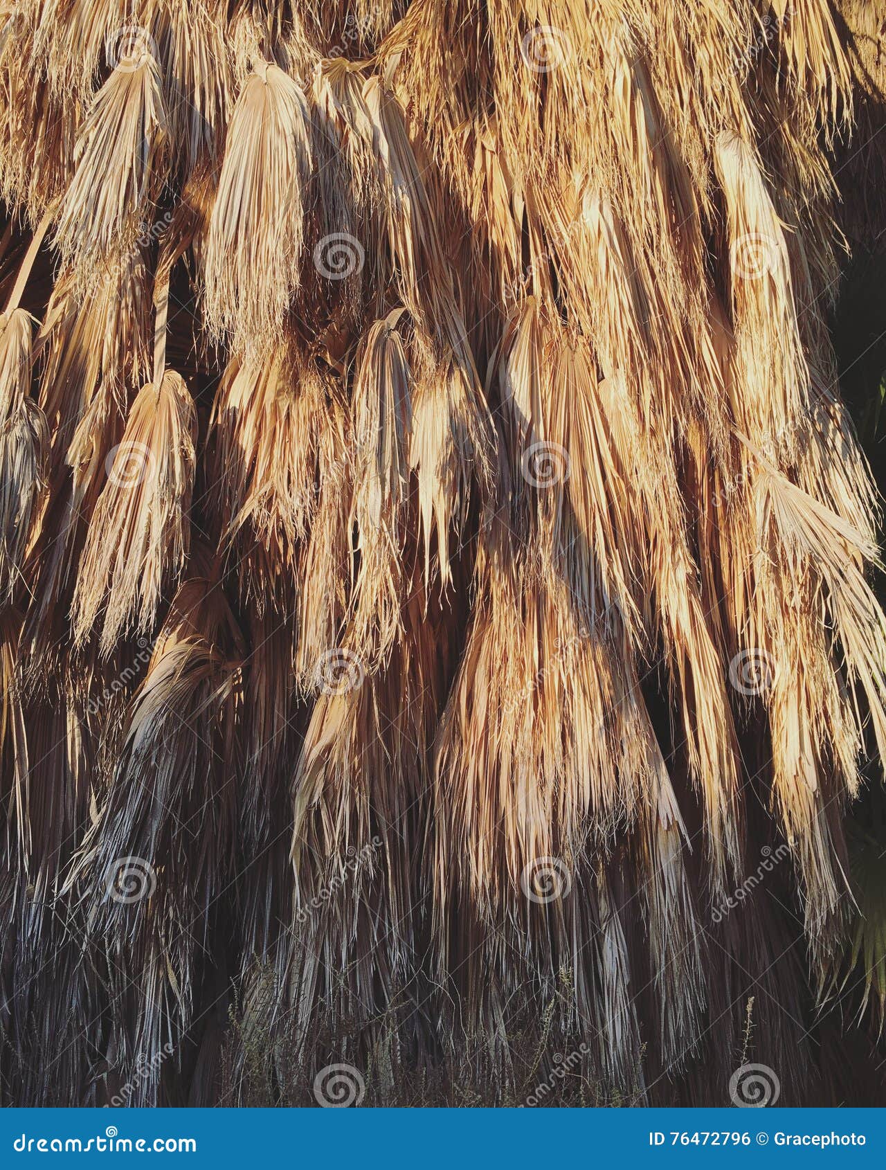 Palm fronds stock photo. Image of warm, texture, palm - 76472796