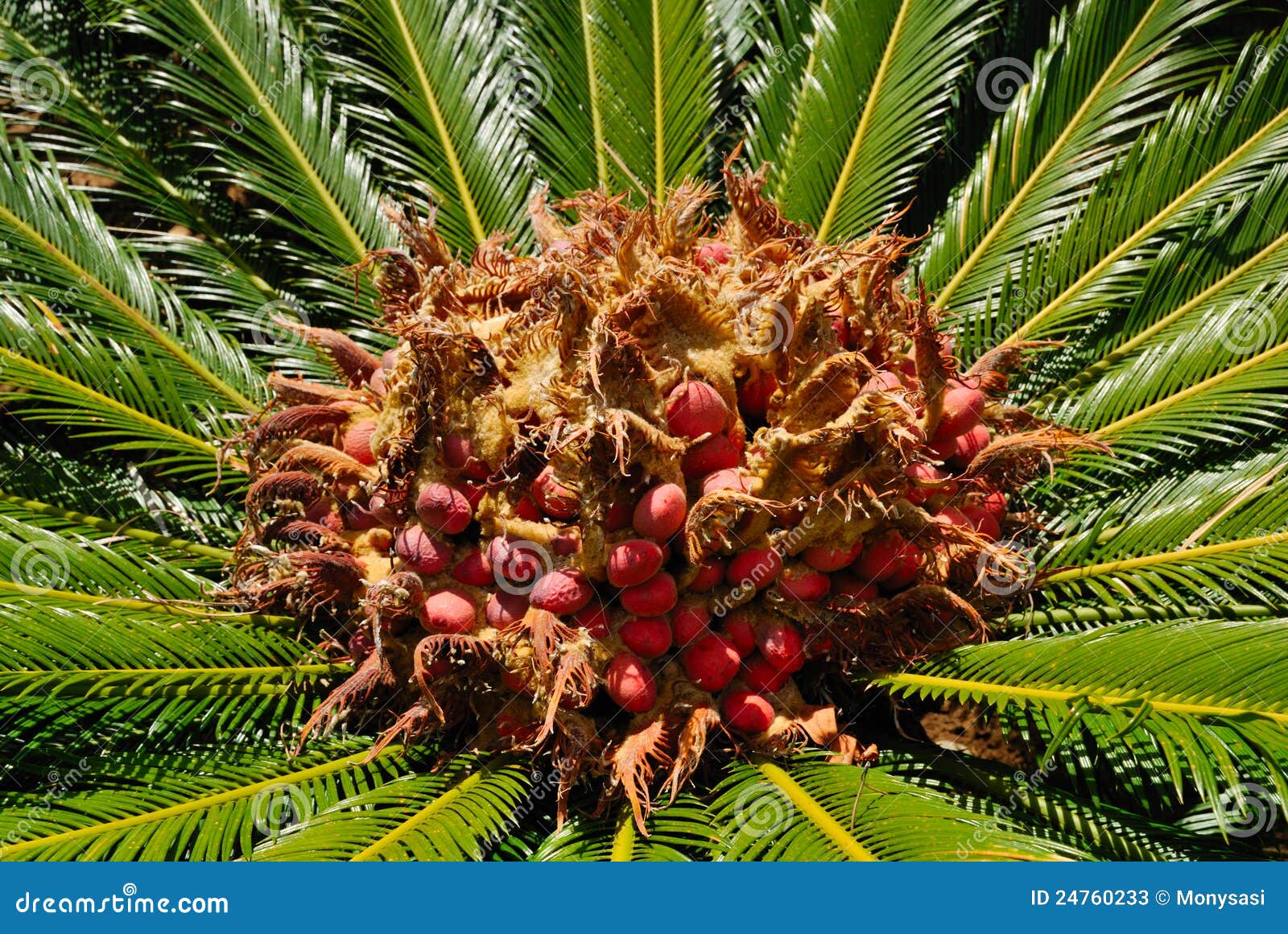 Palm fruit stock image. Image of leaf, leaves, southern - 24760233