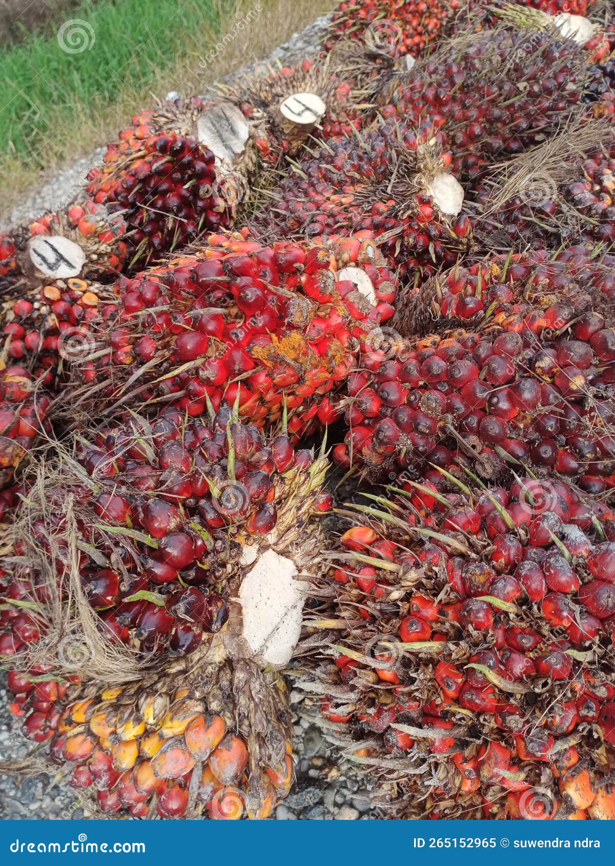 Palm fruit on the asphalt stock image. Image of branch - 265152965