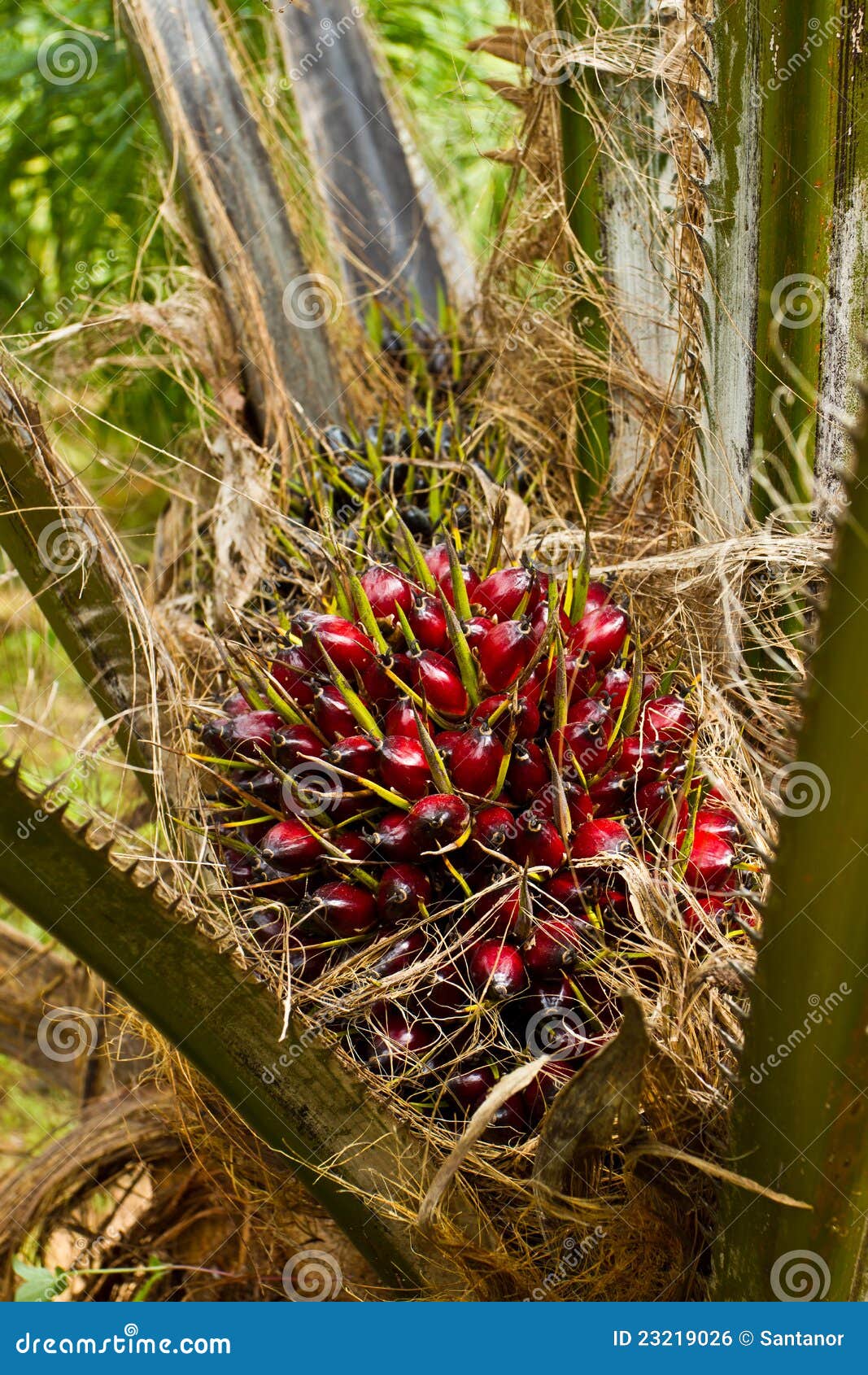 A Fruit Bunch Of An Oil Palm Tree At Kimanis Estate, Sabah, Malaysia ...
