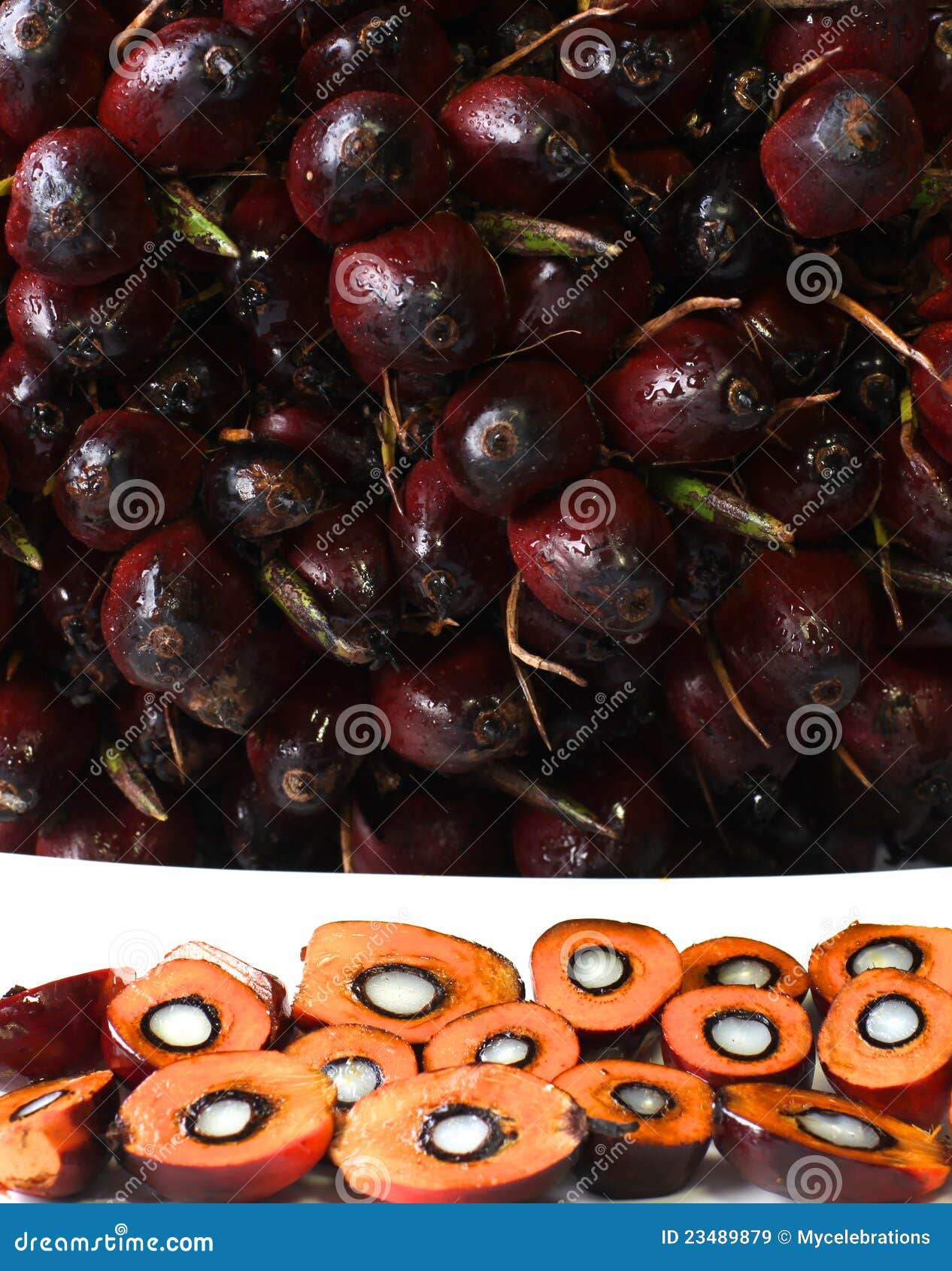 Palm Fruit Bunch With Seed Structure Royalty-Free Stock Photography ...