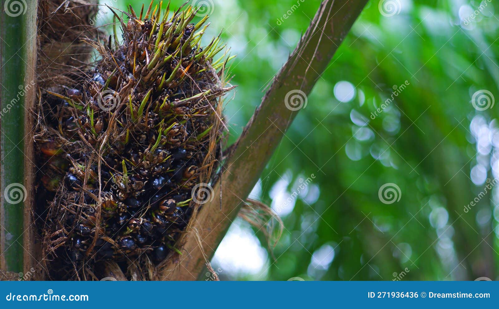 Palm Fruit that Grows in the Gaps of Tree Branches Stock Photo - Image ...