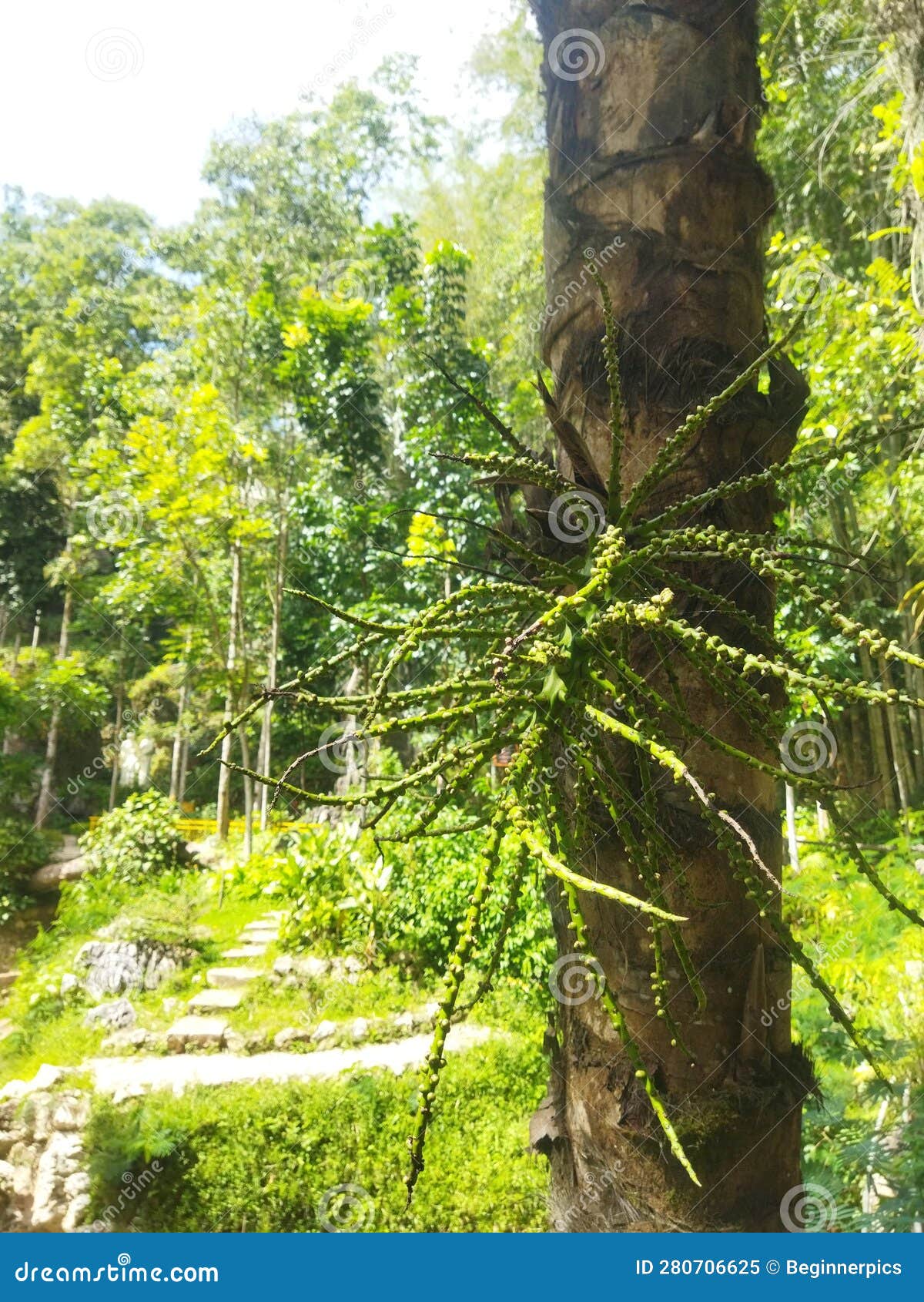 Palm Fruit for Kolang Kaling Stock Image - Image of tree, kaling: 280706625