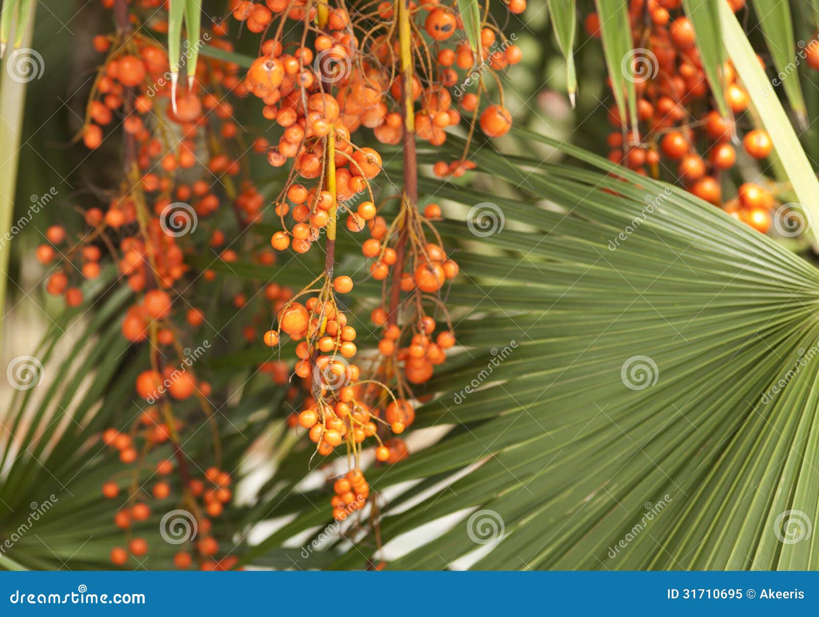 Palm fruit stock image. Image of fresh, background, natural - 31710695