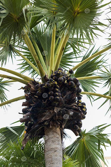Palm Fruit or Palmyra Palm on Sugar Palm Tree. Toddy Palm Stock Photo ...