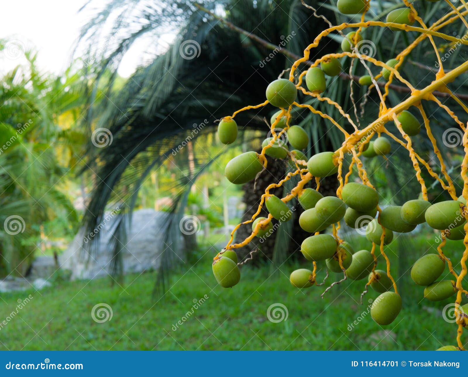 Palm fruit in park stock image. Image of stone, park - 116414701