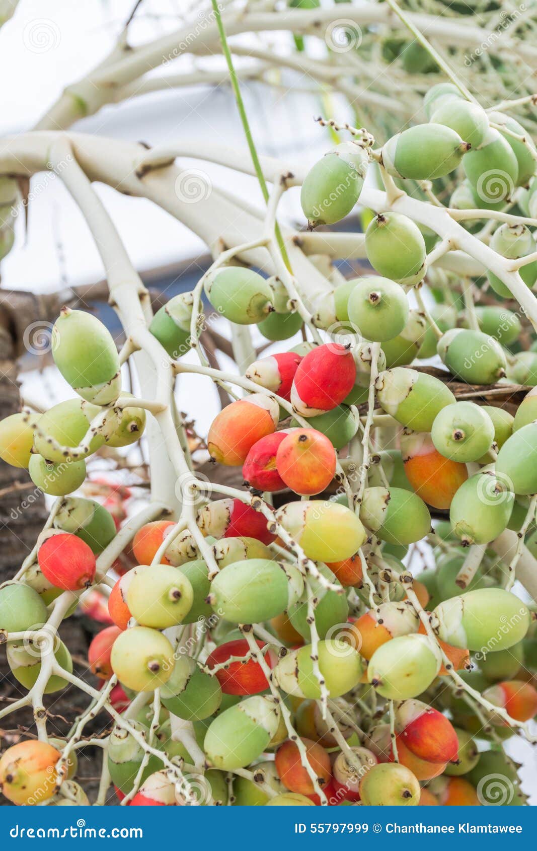 Palm fruit stock image. Image of arabic, delicious, sharjah - 55797999
