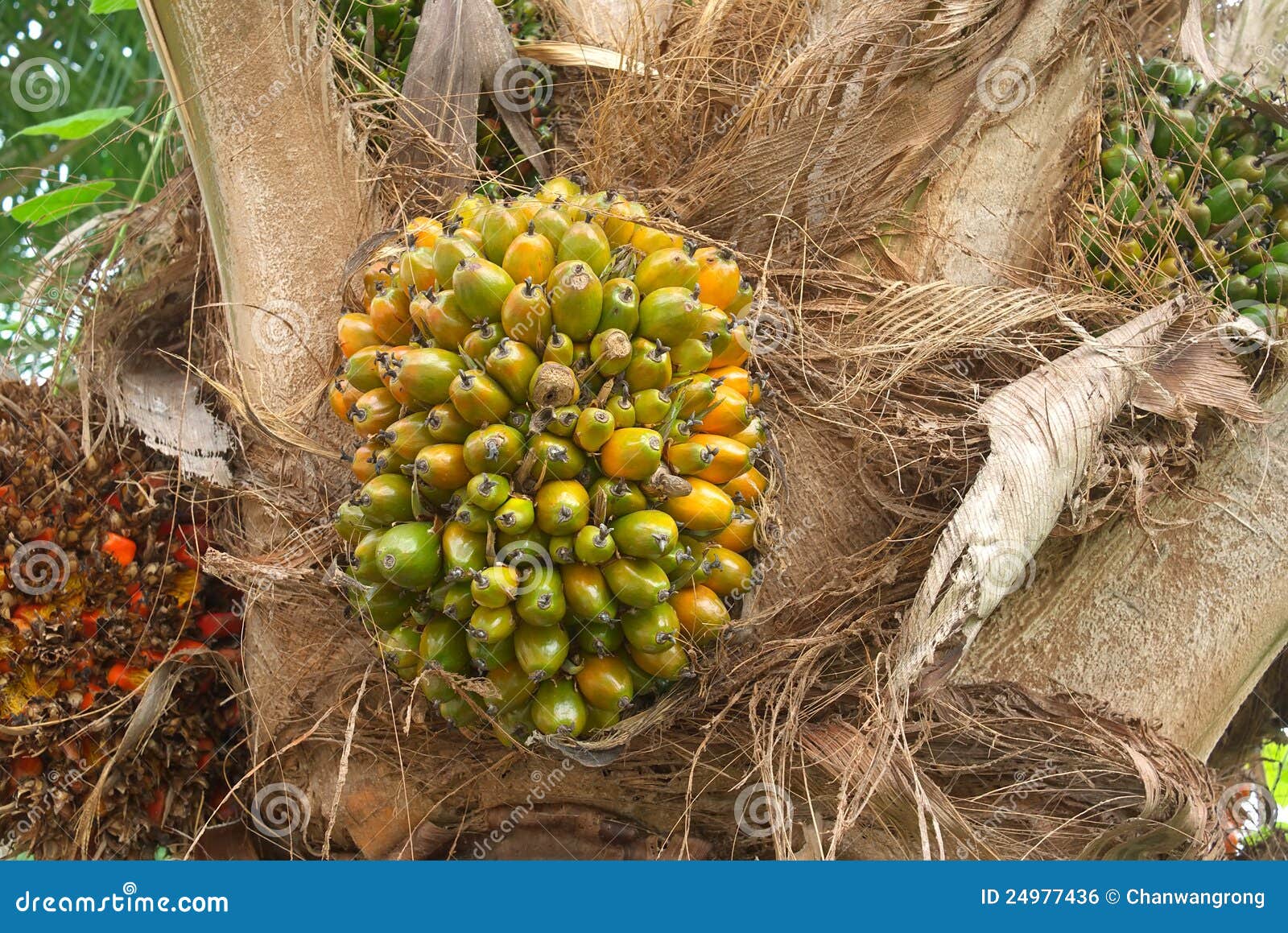 Palm fruit on plant stock photo. Image of fresh, fruit - 24977436