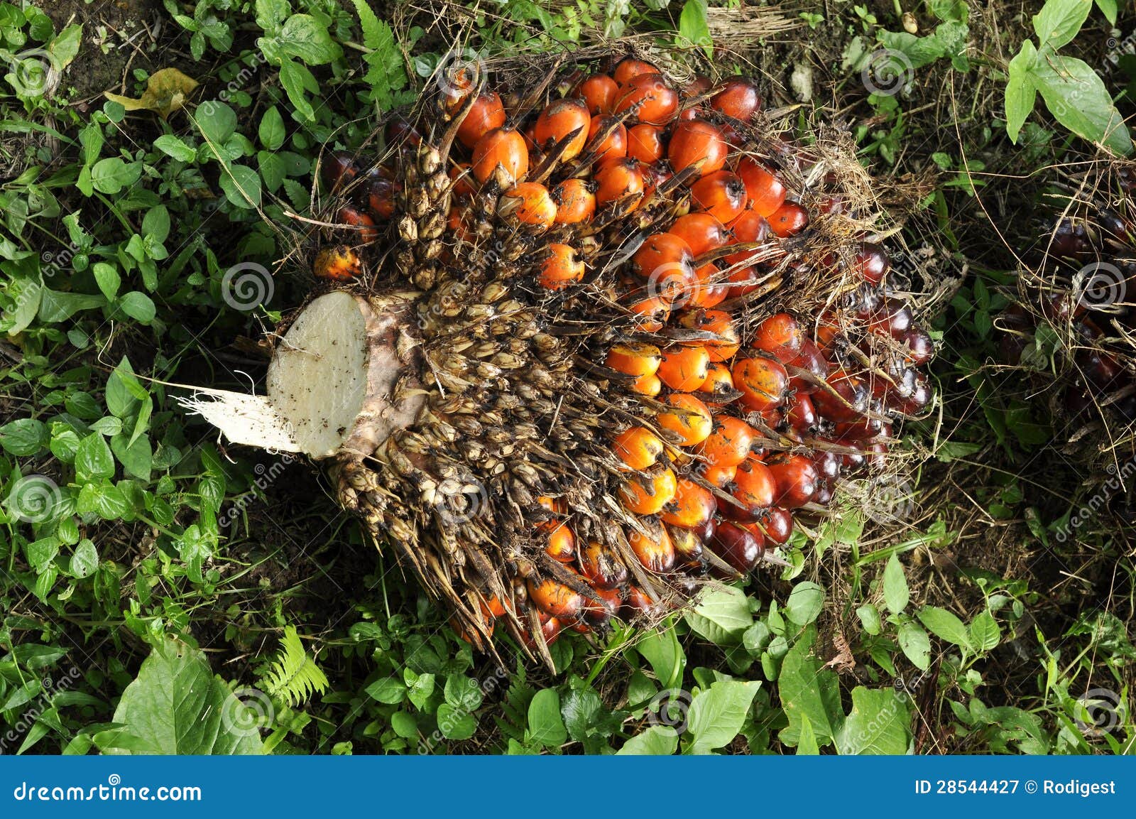 Palm Fruit Plat Seed Cluster Stock Image - Image of bunch, asia: 28544427