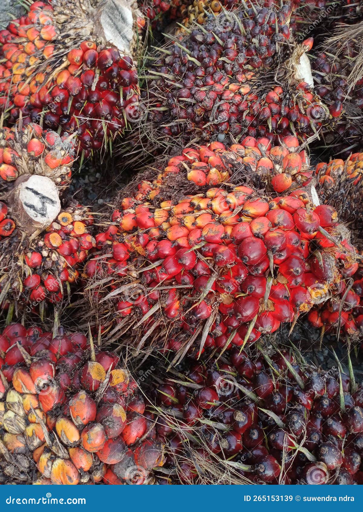 Palm Fruit that is Ready To Be Processed Stock Image - Image of palm ...