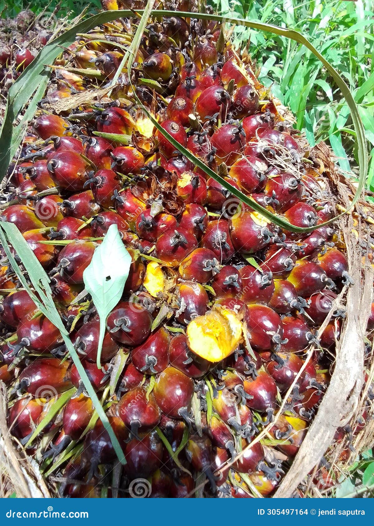 Palm fruit stock photo. Image of palm, treeripe, fruit - 305497164
