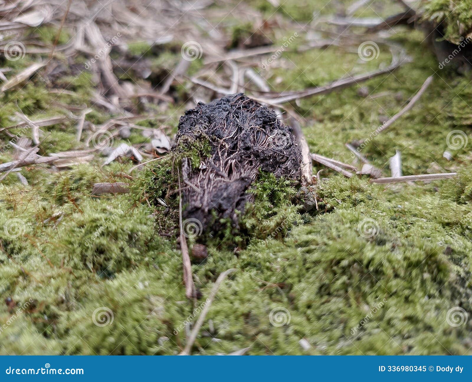 A Palm Fruit Seed that Was Rotten and almost Buried by Moss on Dry ...