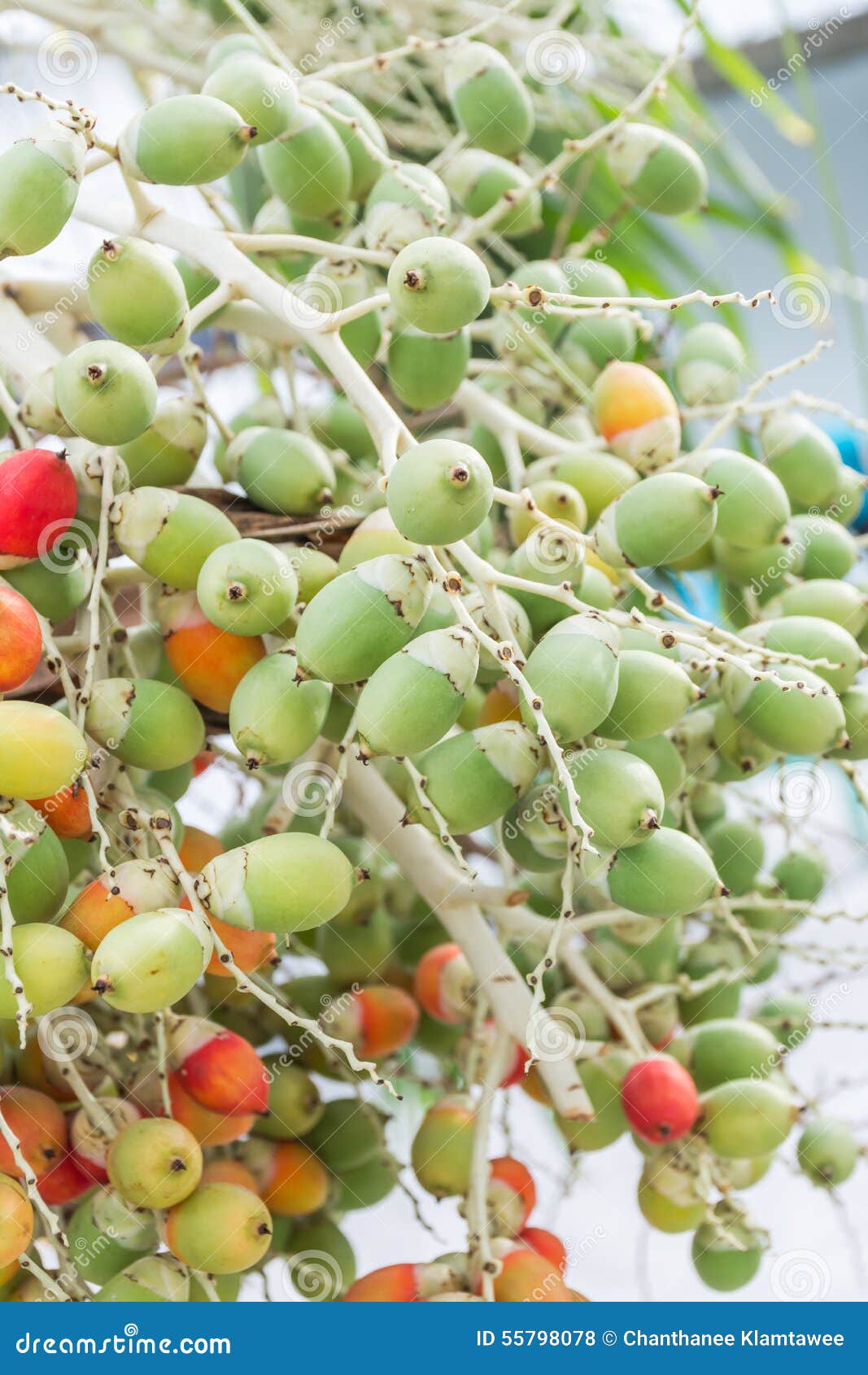 Palm fruit stock photo. Image of green, egypt, east, fruit - 55798078