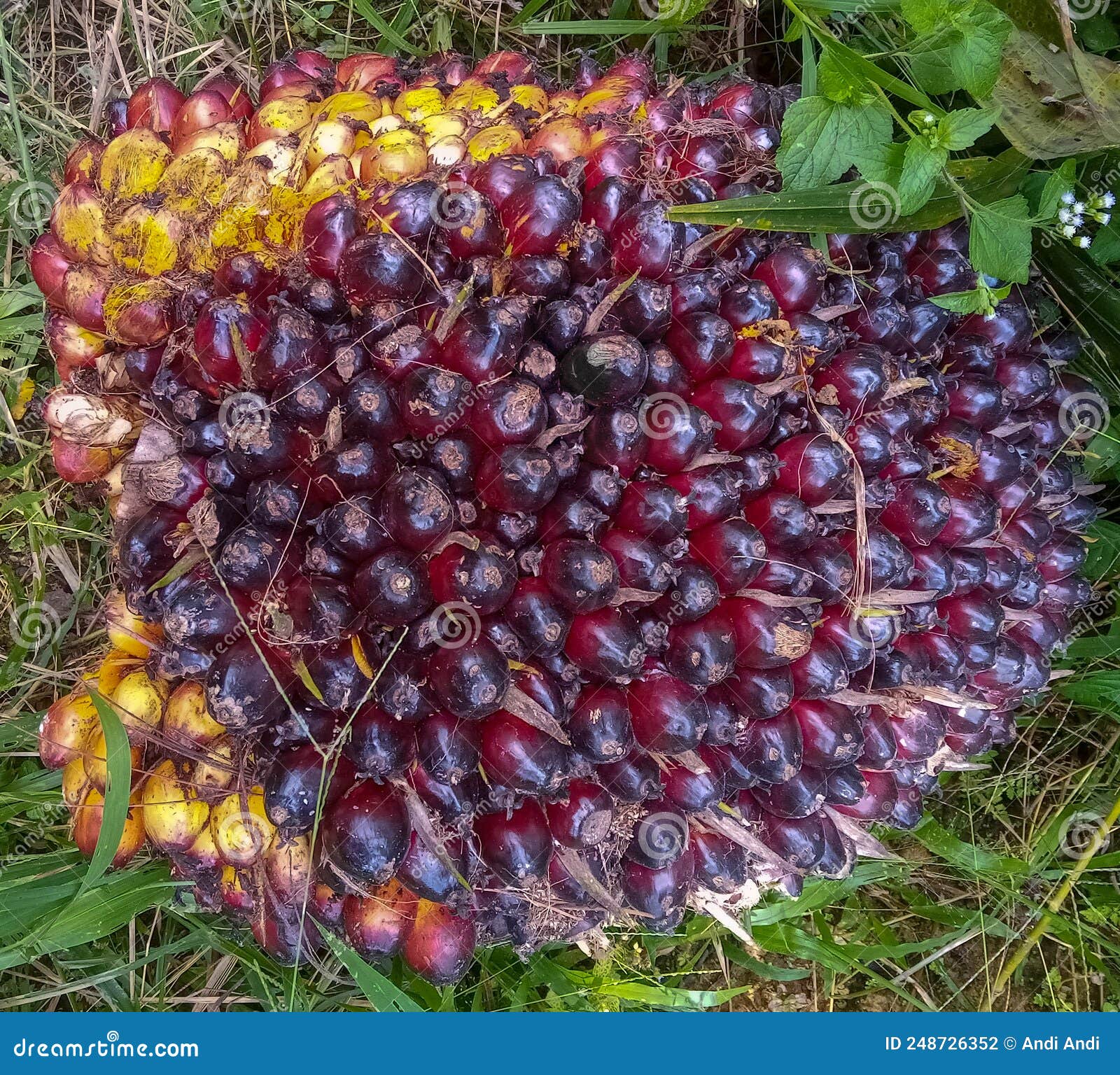 Palm fruit stock photo. Image of fruit, berry, food - 248726352