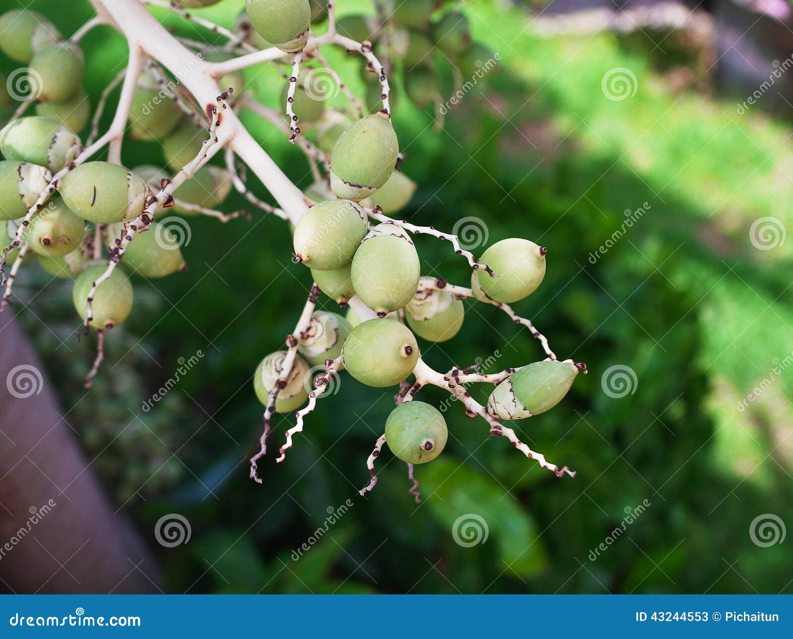 Palm fruits stock image. Image of decoration, garden - 43244553