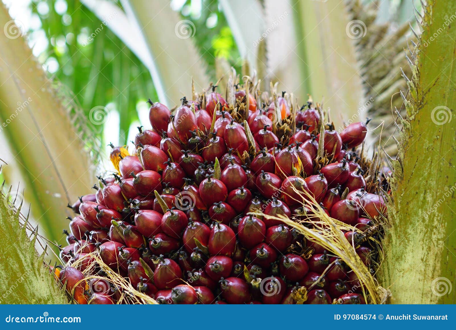 Palm Fruits Stock Photography | CartoonDealer.com #97084574