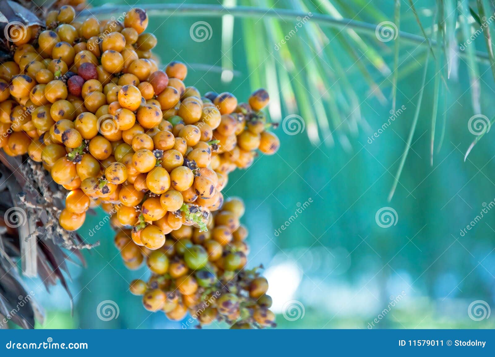 Palm Fruits/Seeds stock image. Image of farmer, berry - 11579011
