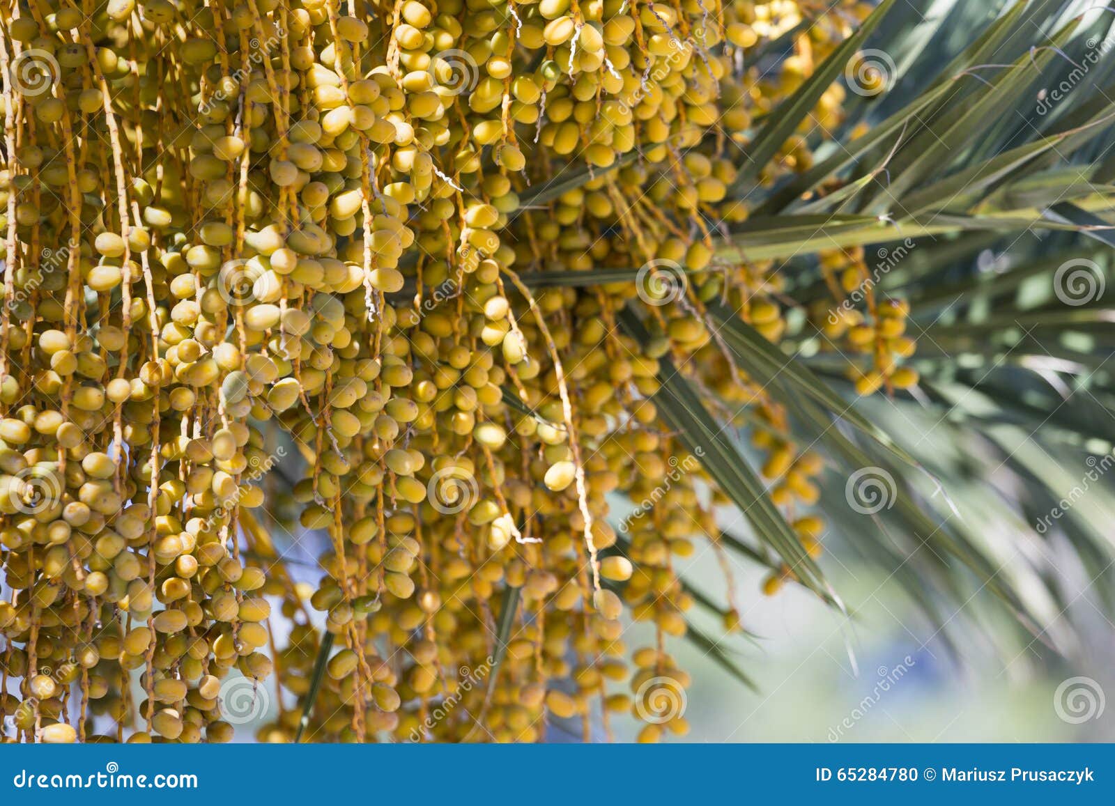 Palm fruits on the tree stock photo. Image of phoenix - 65284780