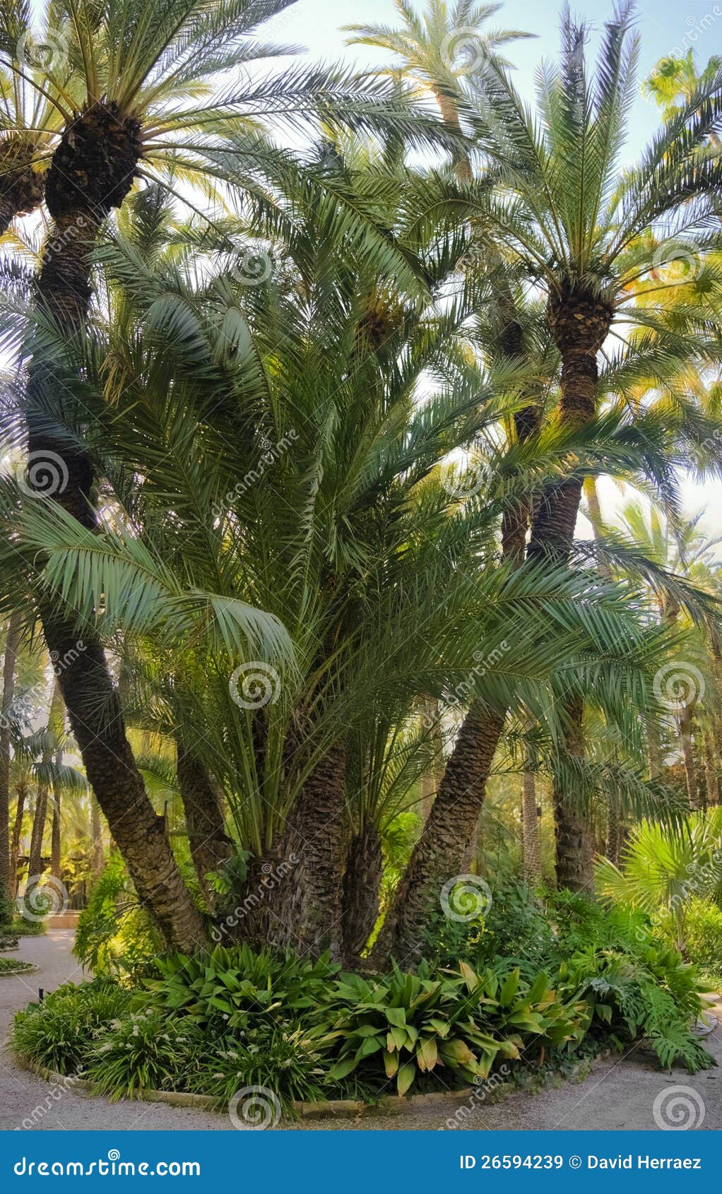 Palm garden Elche Spain stock image. Image of alicante - 26594239