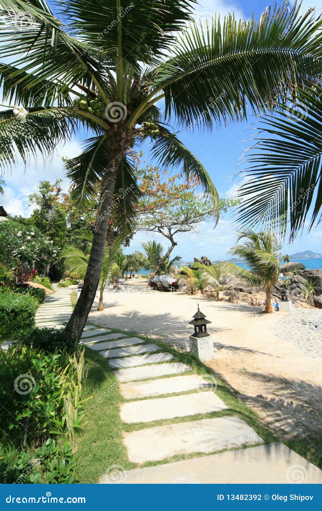 Palm and garden path stock photo. Image of landscaped - 13482392