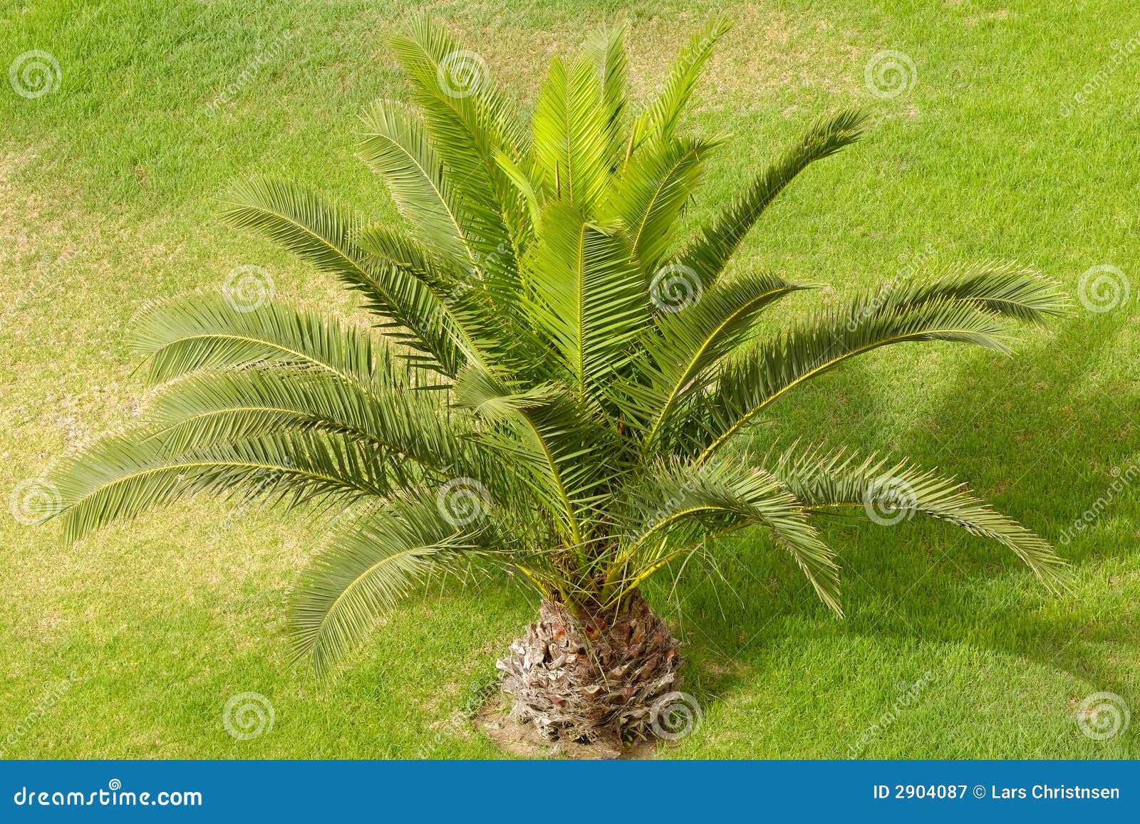 Palm and grass stock image. Image of holidays, lines, bright - 2904087