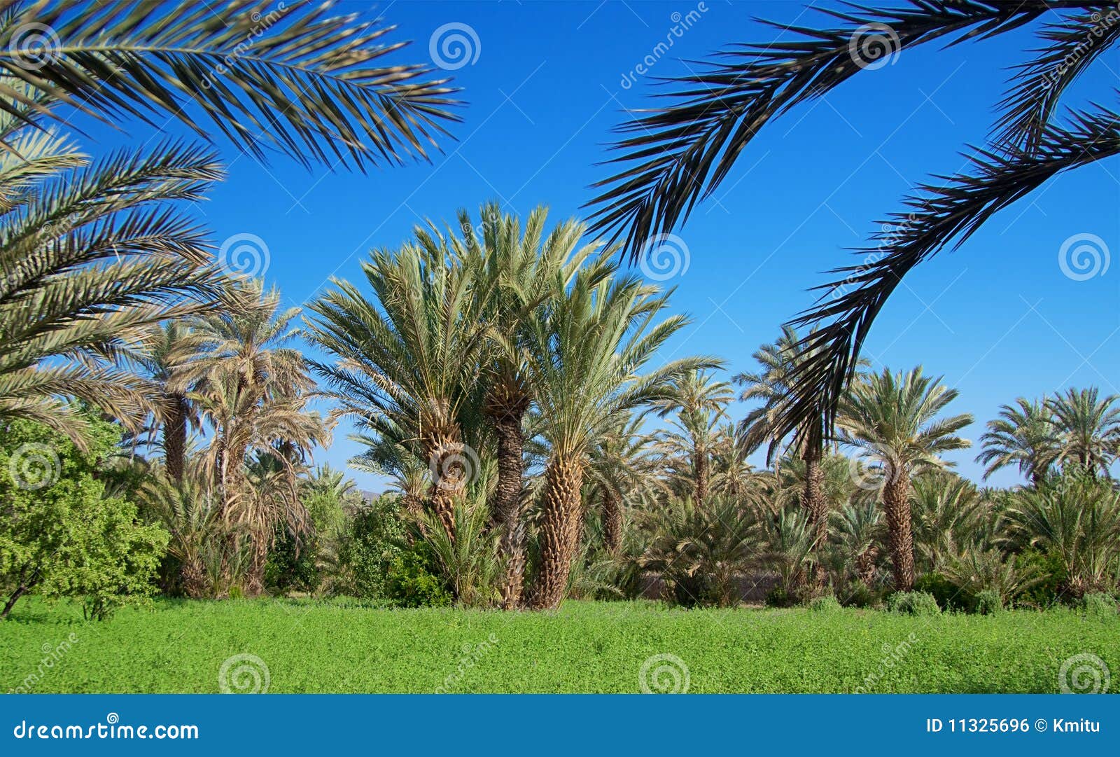 Palm grove stock photo. Image of calm, green, oasis, palmaceae - 11325696