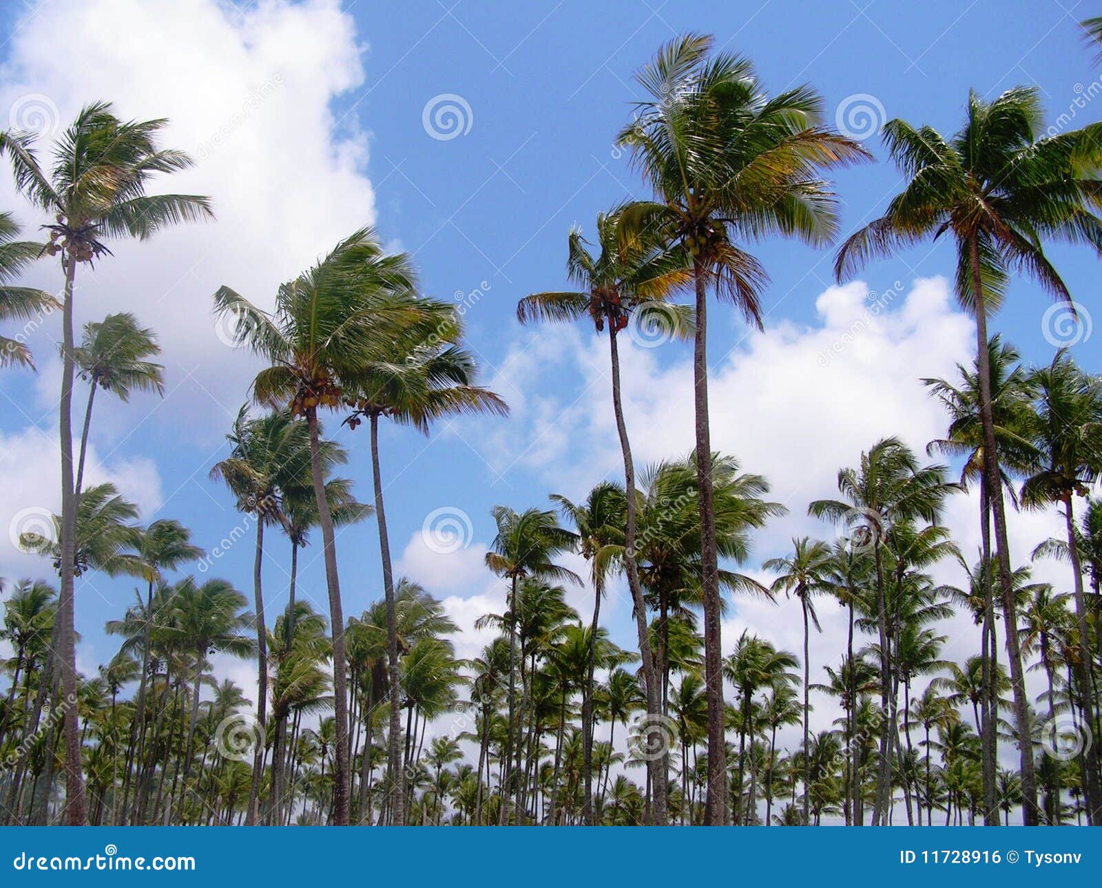 Palm grove stock photo. Image of palm, love, grove, palmtrees - 11728916