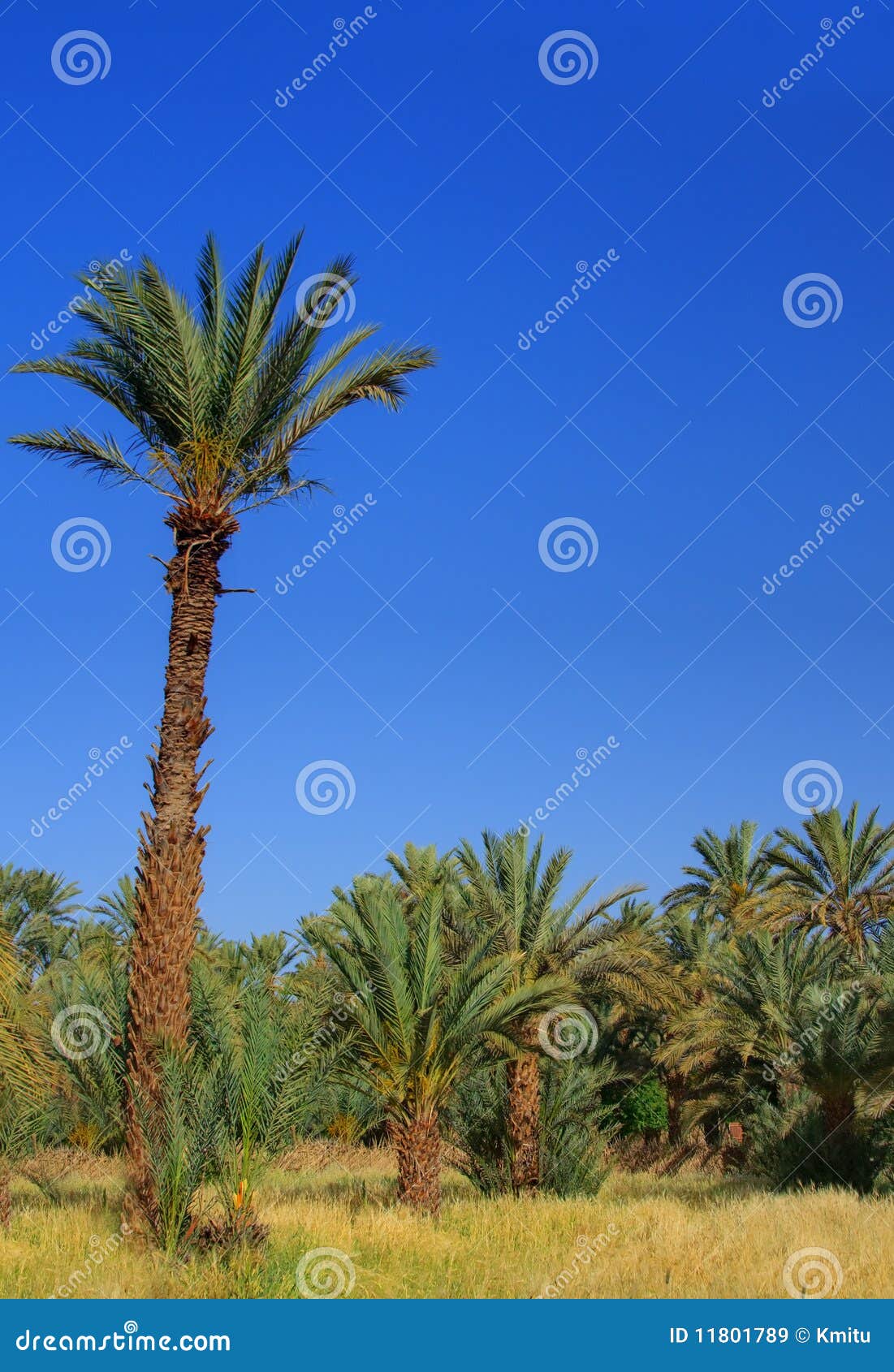 Palm grove stock image. Image of plant, holiday, evergreen - 11801789