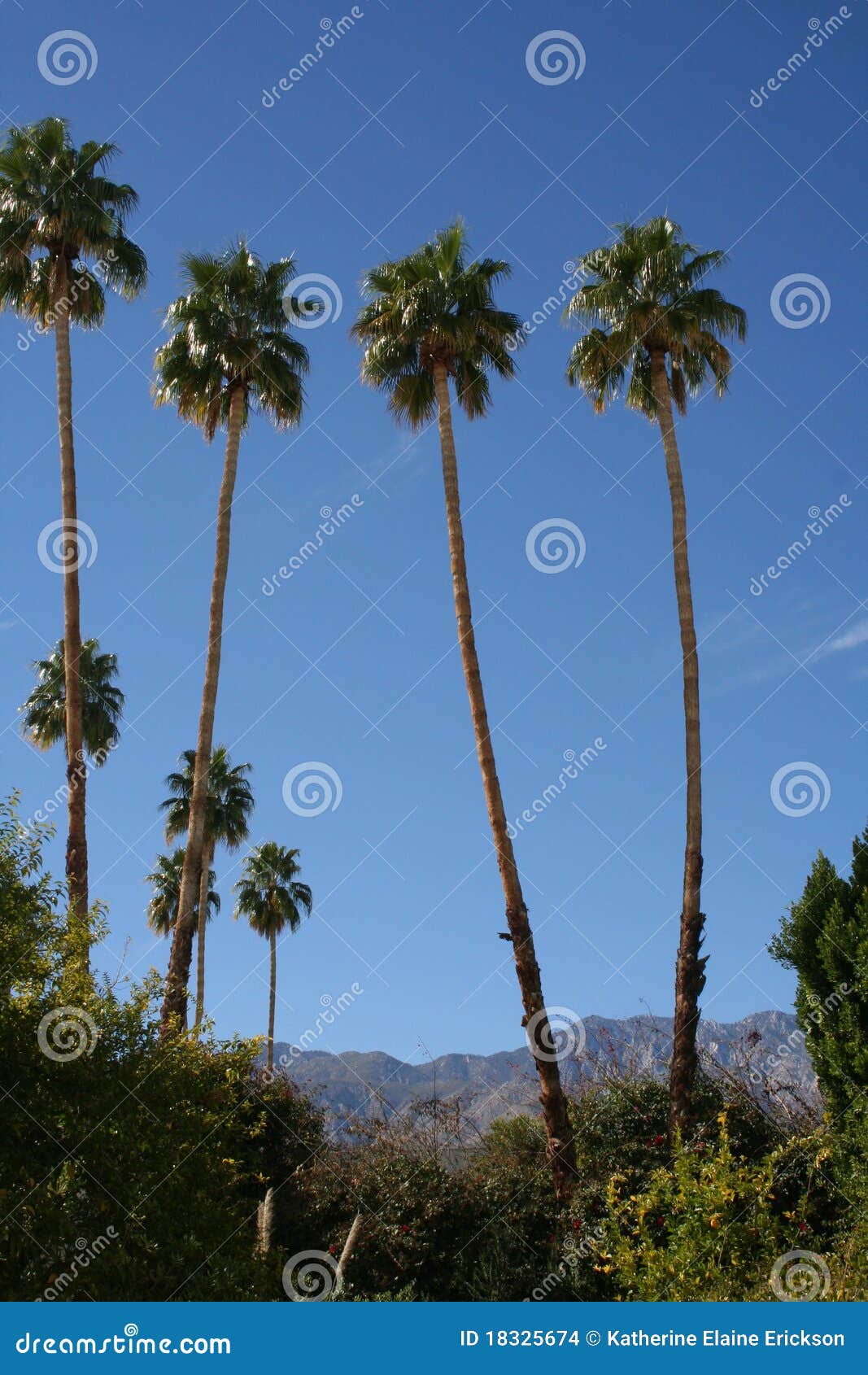 Palm Grove stock photo. Image of getaway, mountains, resort - 18325674