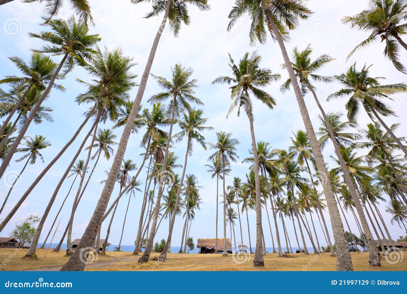 Palm Grove stock image. Image of outdoor, grove, paradise - 21997129