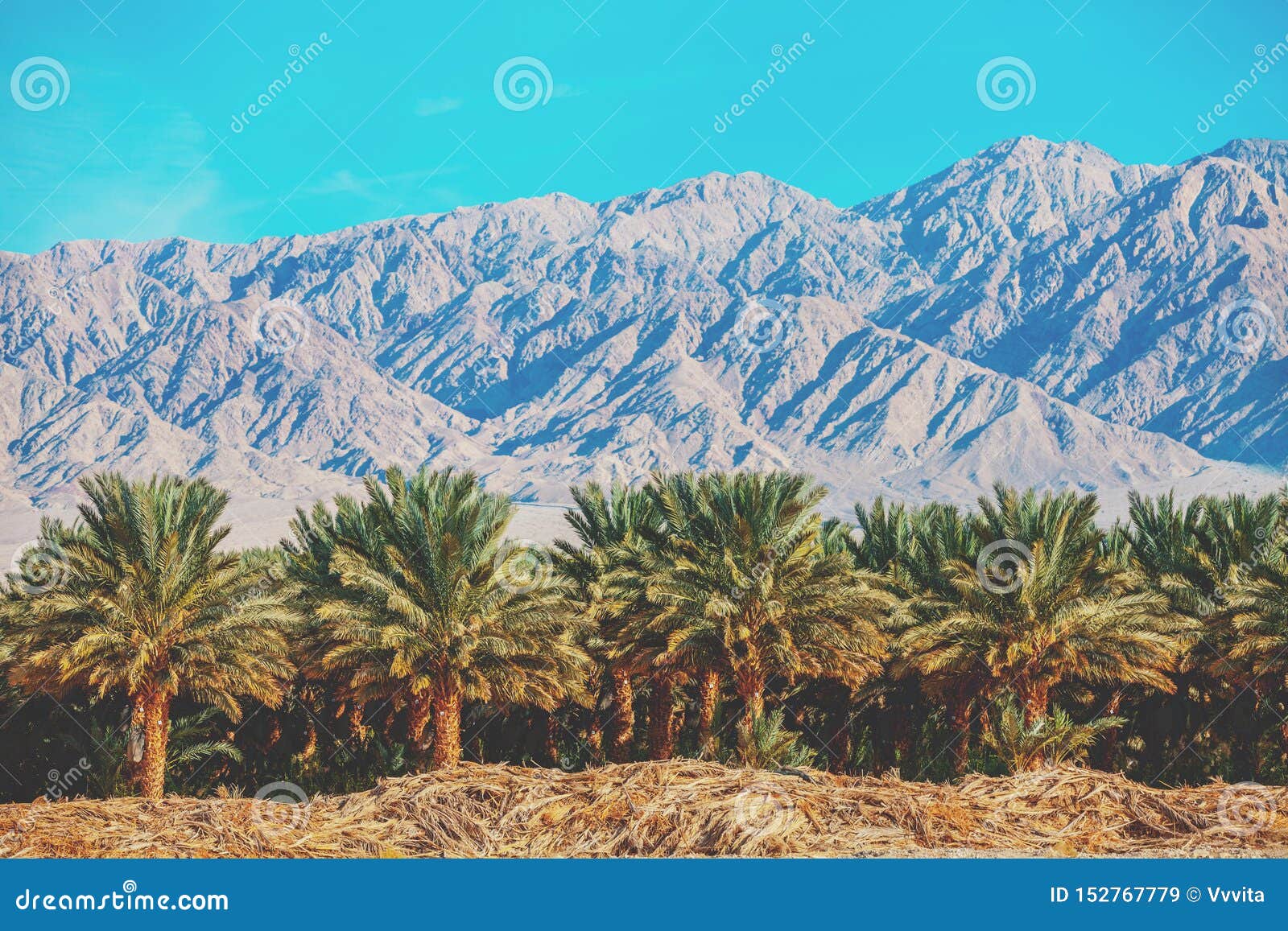 Palm Tree Grove in the Desert Stock Image - Image of outdoor, oasis ...