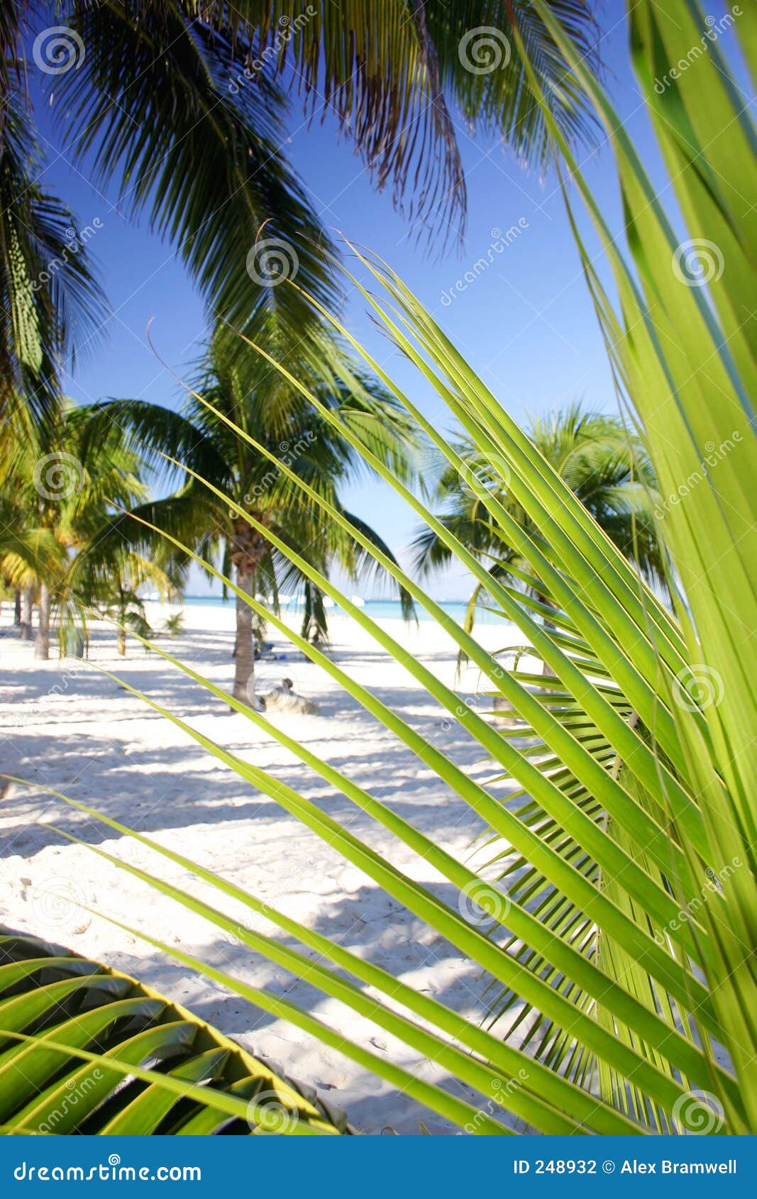Palm Grove Foliage stock photo. Image of nature, plant - 248932