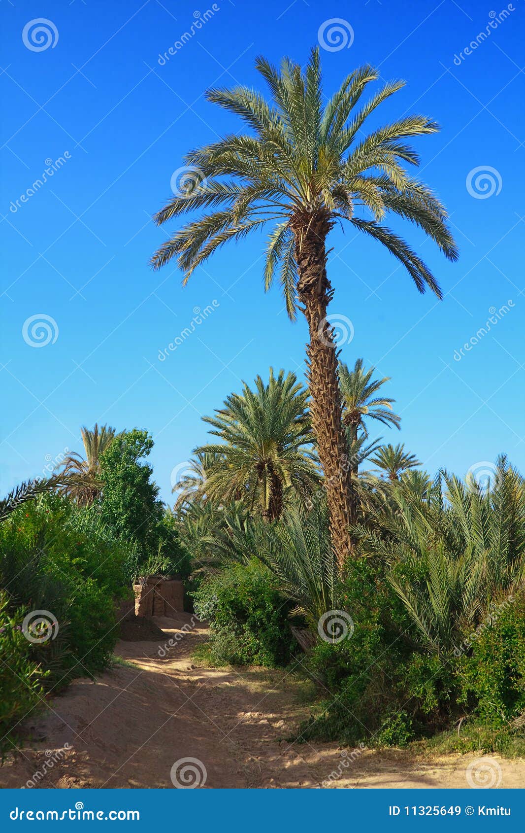 Palm grove in Morocco stock image. Image of oasis, botany - 11325649