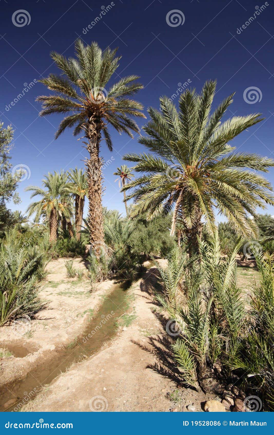 Palm Grove Oasis stock photo. Image of pure, wood, wonder - 19528086