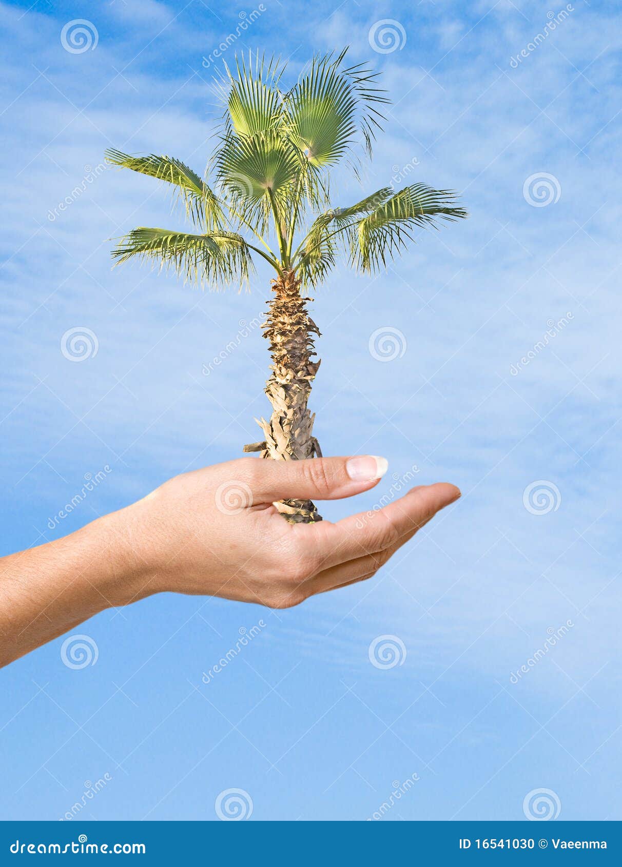 A palm in hand stock photo. Image of earth, plant, ecosavy - 16541030