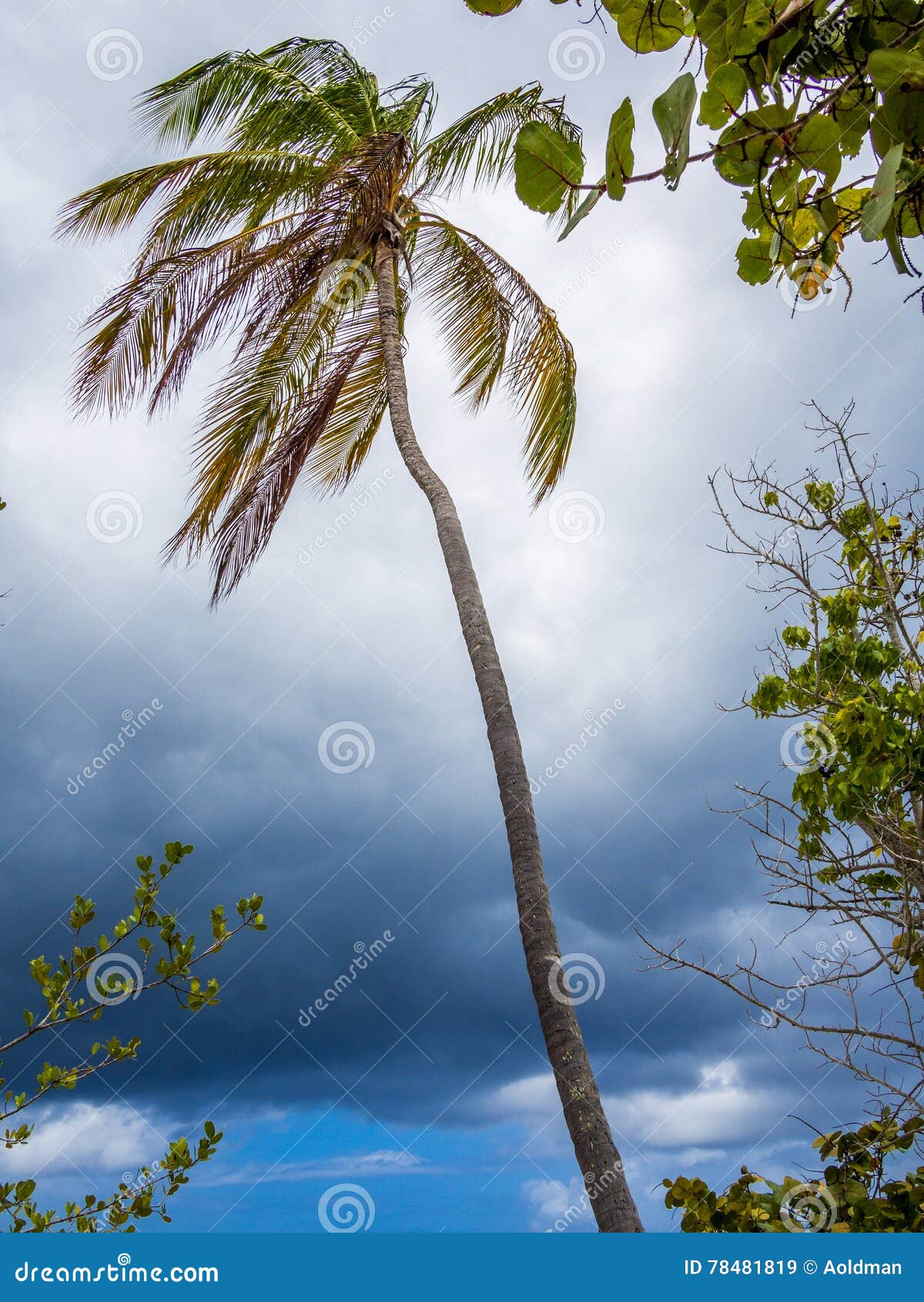 Palm at Hurricane stock image. Image of tall, disaster - 78481819