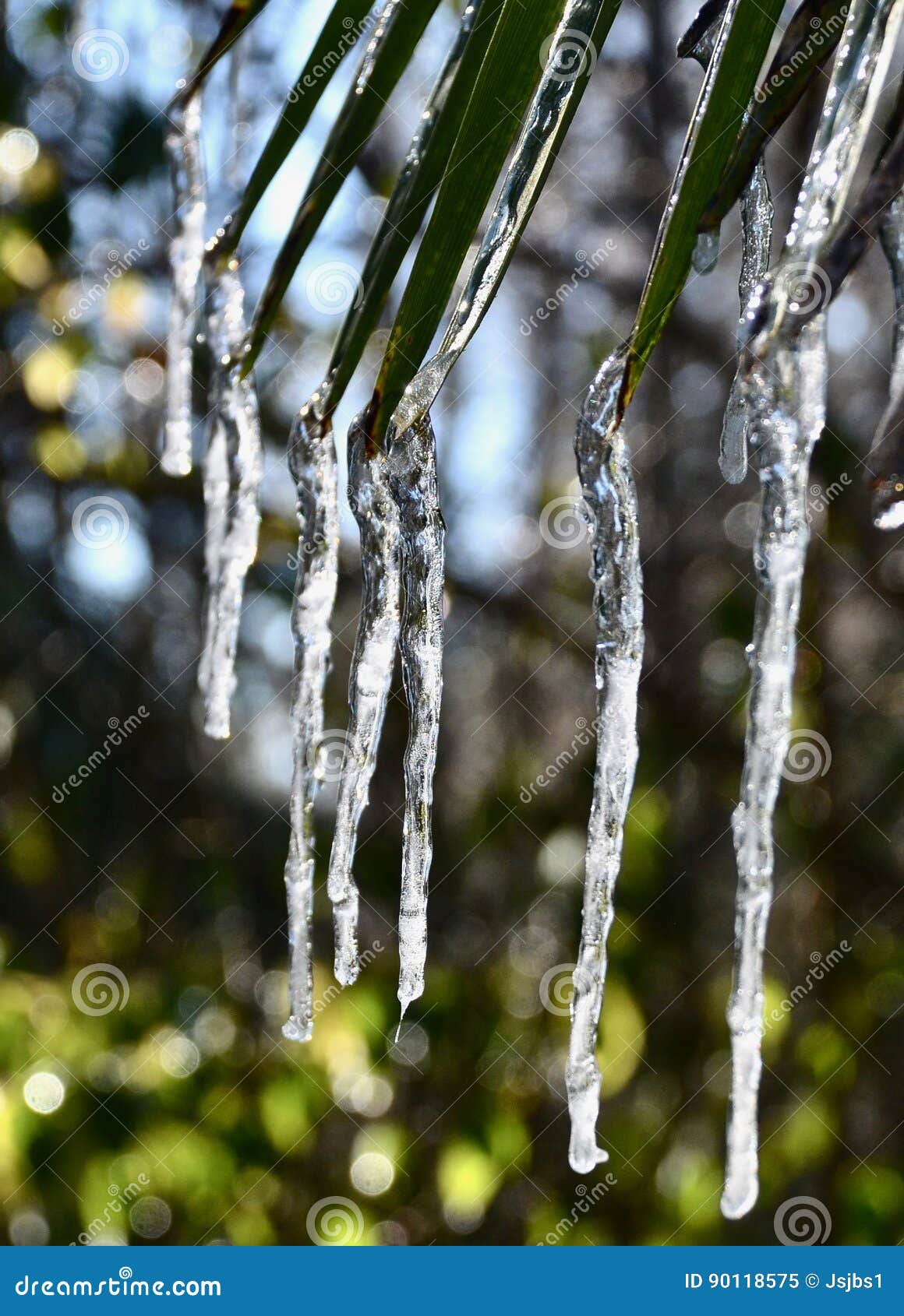 Palm icicles stock image. Image of nature, season, leaves - 90118575