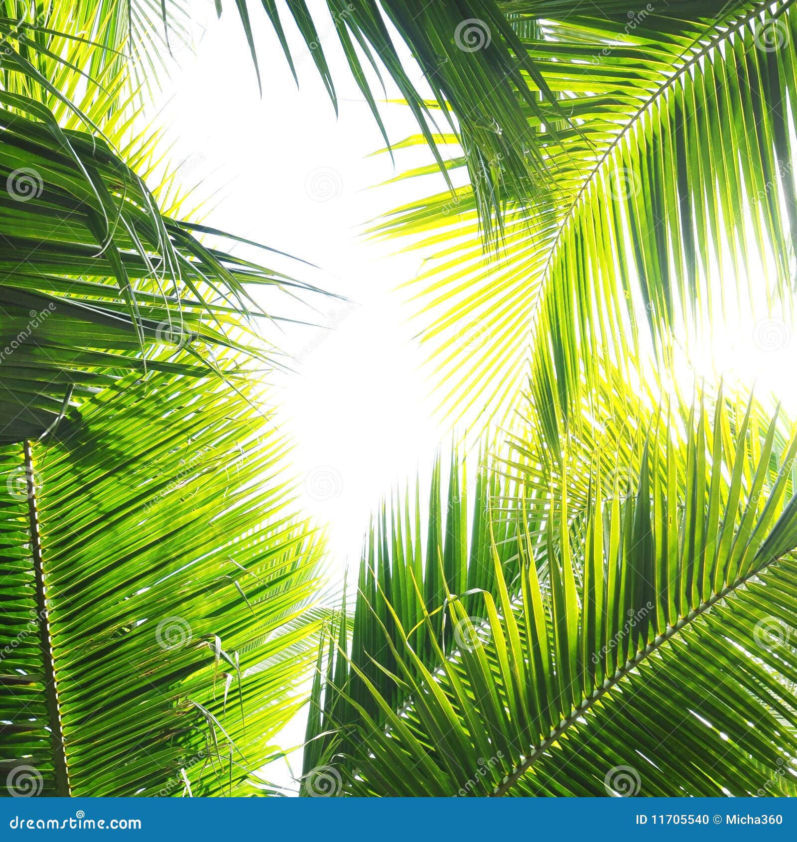 Palm Jungle stock photo. Image of pattern, green, flora - 11705540