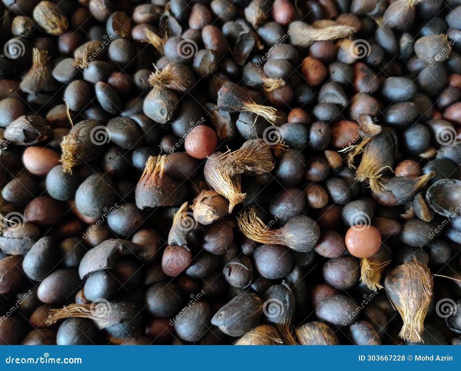 Palm Kernal Seeds with Uncracked Kernals and Thick Shells Stock Photo ...
