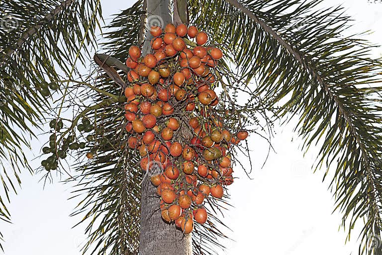 Palm Kernel, Group of the Seeds on Tree Stock Photo - Image of group ...