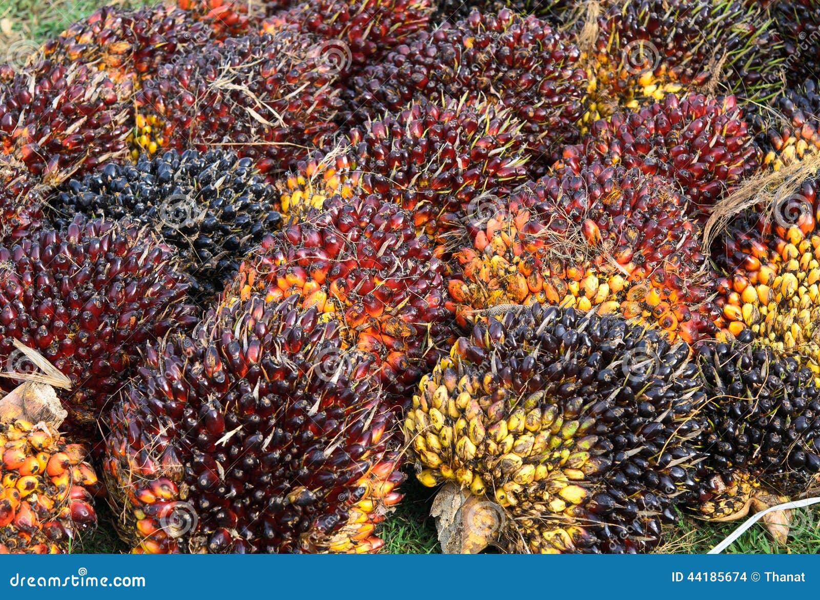 Palm kernel stock photo. Image of palm, farm, development - 44185674