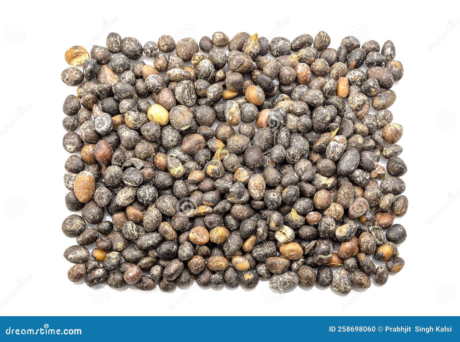 Dry Palm Kernel Fruits Shot in White Background Stock Photo - Image of ...