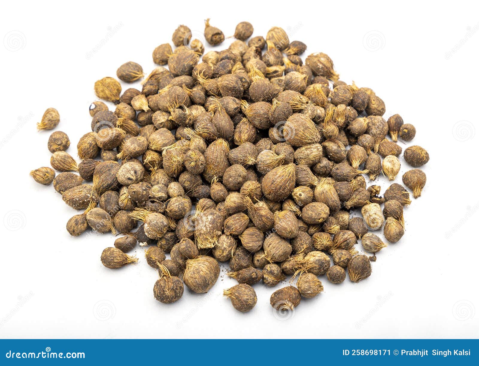 Dry Palm Kernel Fruits Shot in White Background Stock Image - Image of ...