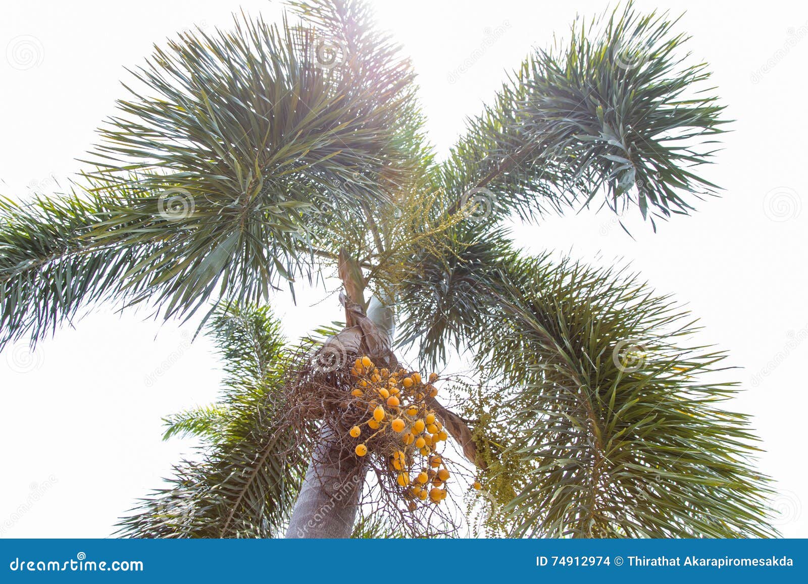 Palm kernel stock photo. Image of technology, palm, fruit - 74912974