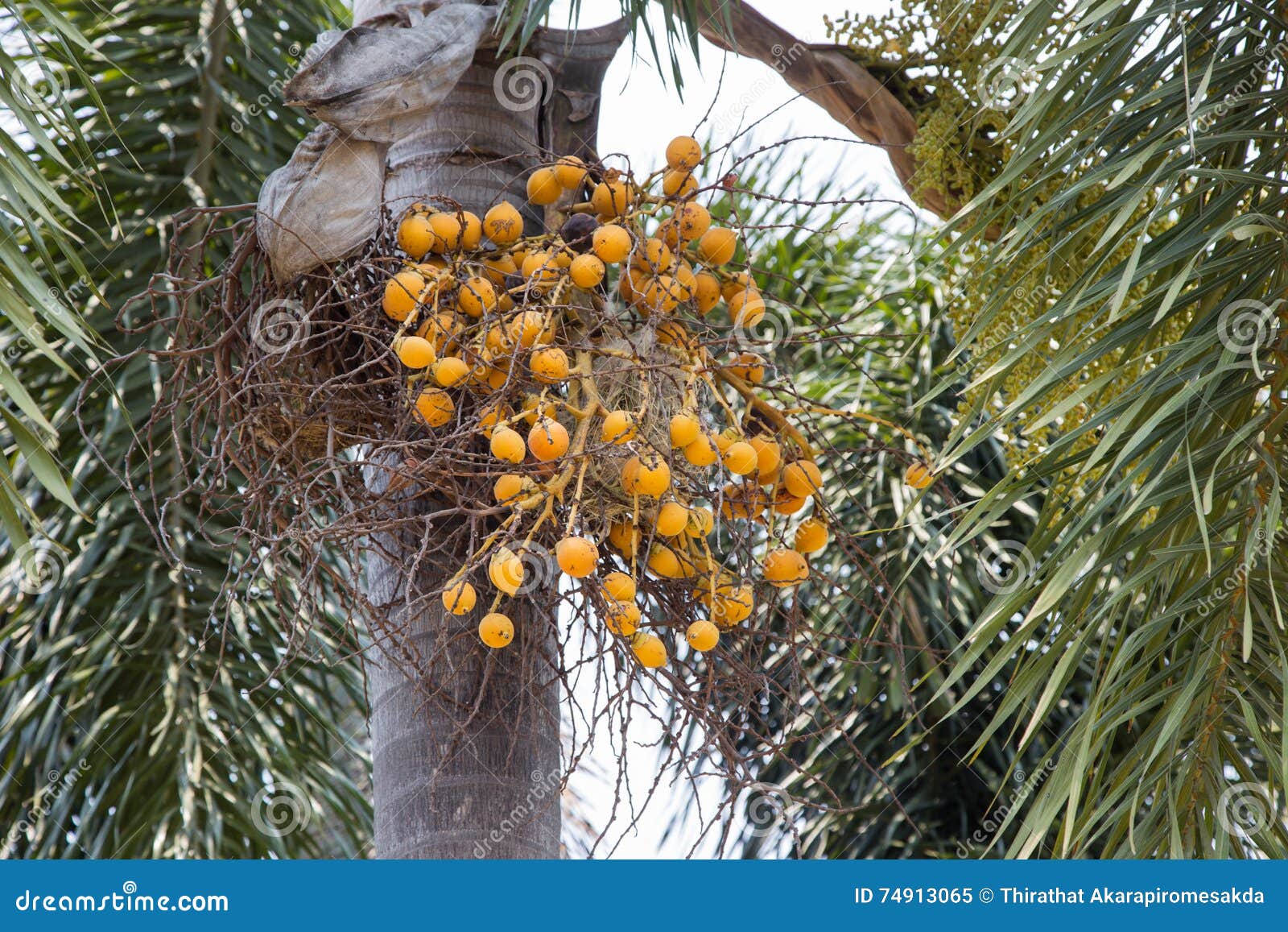 Palm kernel stock image. Image of green, power, kernels - 74913065