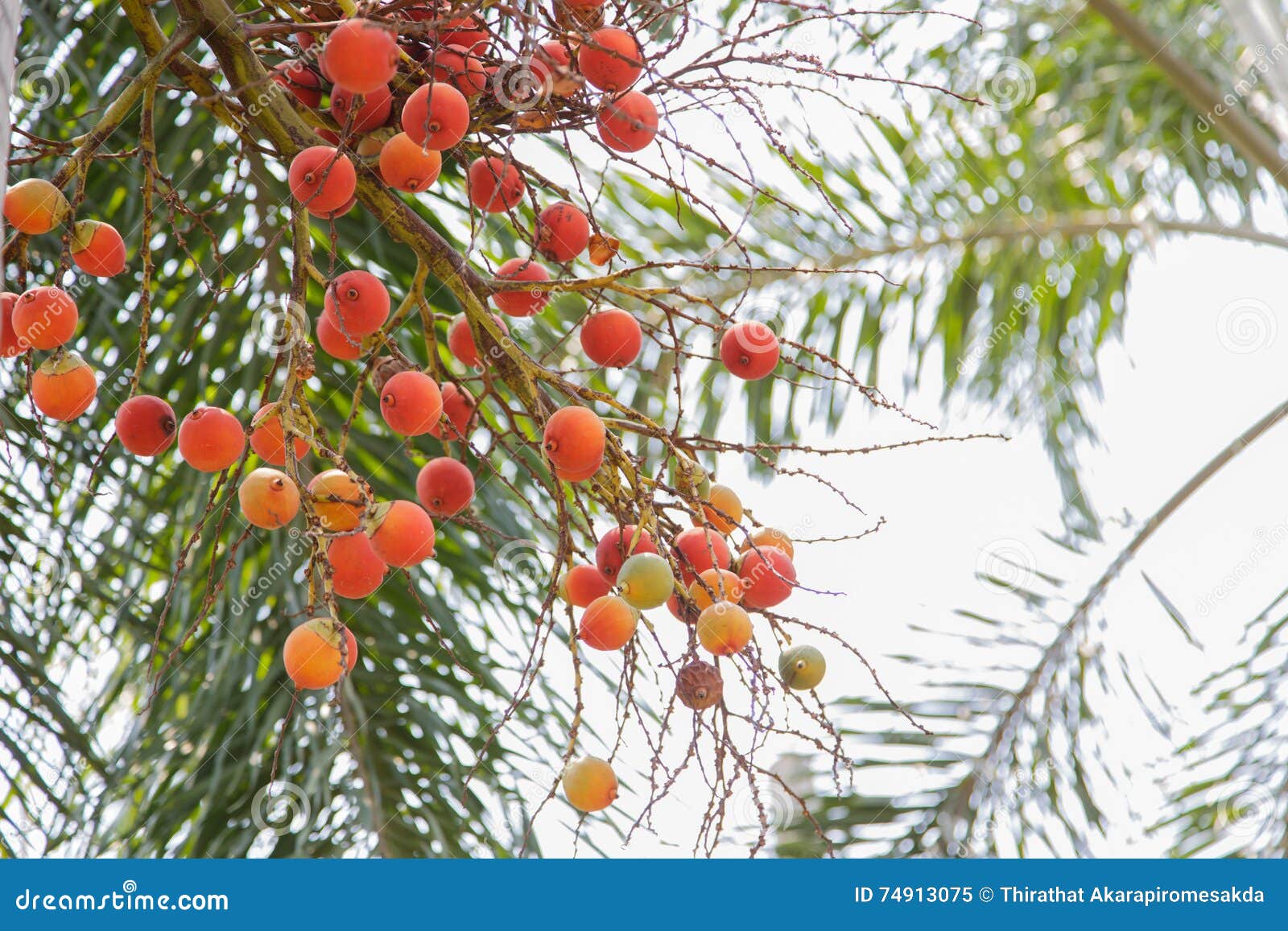 Palm kernel stock image. Image of green, energy, technology - 74913075