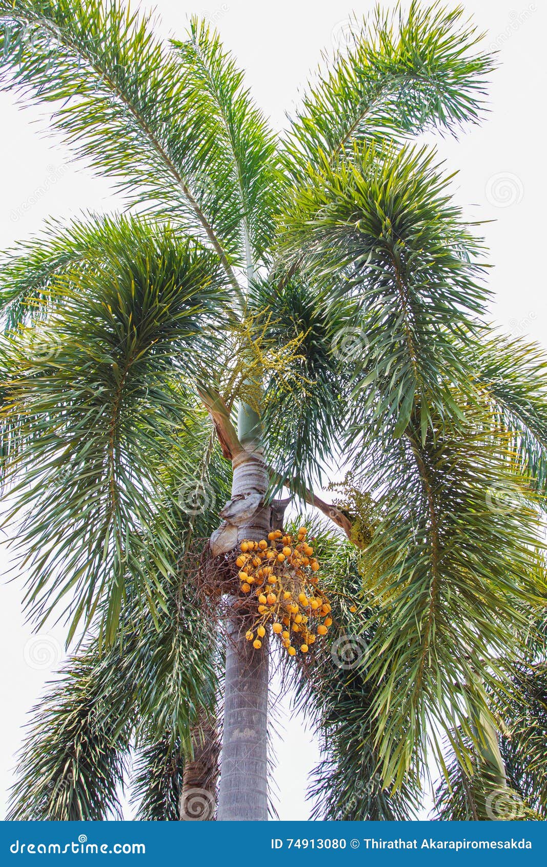 Palm kernel stock photo. Image of agriculture, green - 74913080