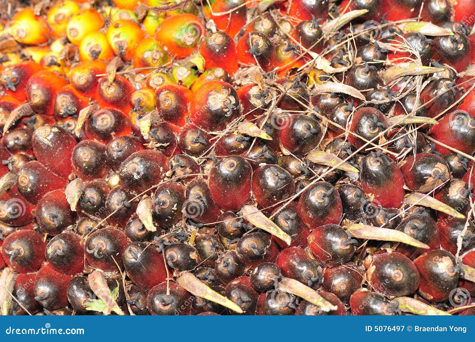 Palm Kernel Seed Stock Photo | CartoonDealer.com #5076618