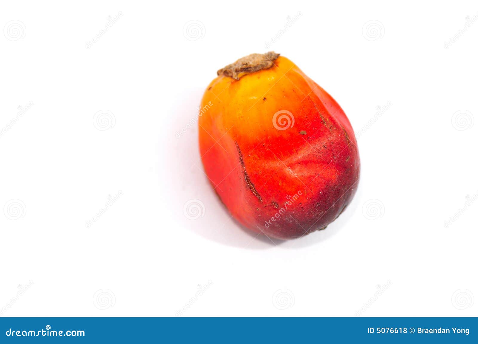Palm Kernel Seed stock photo. Image of palm, white, seed - 5076618